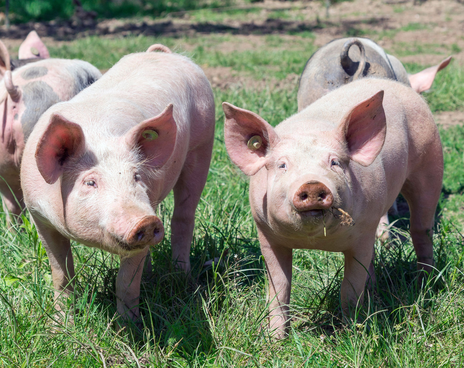 Pig Tags & Markers – Lazer Tags